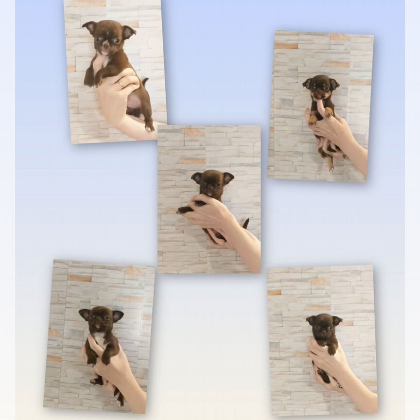 Чихуахуа, щенок