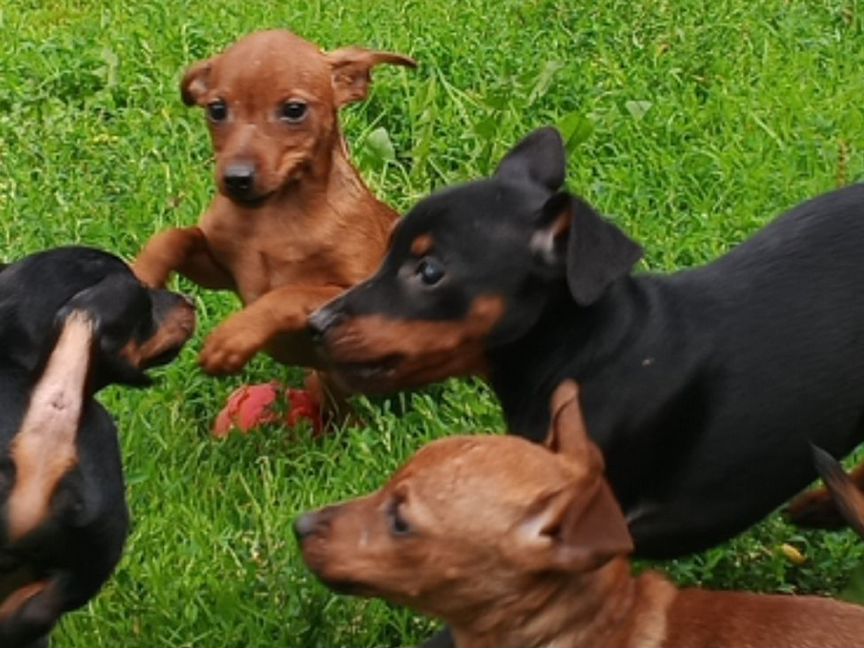 Щенки цвергпинчера