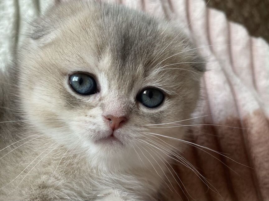 Шотландские вислоухие котята
