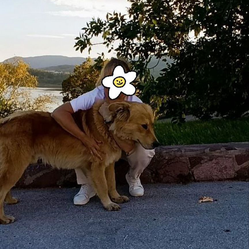Собака в добрые руки