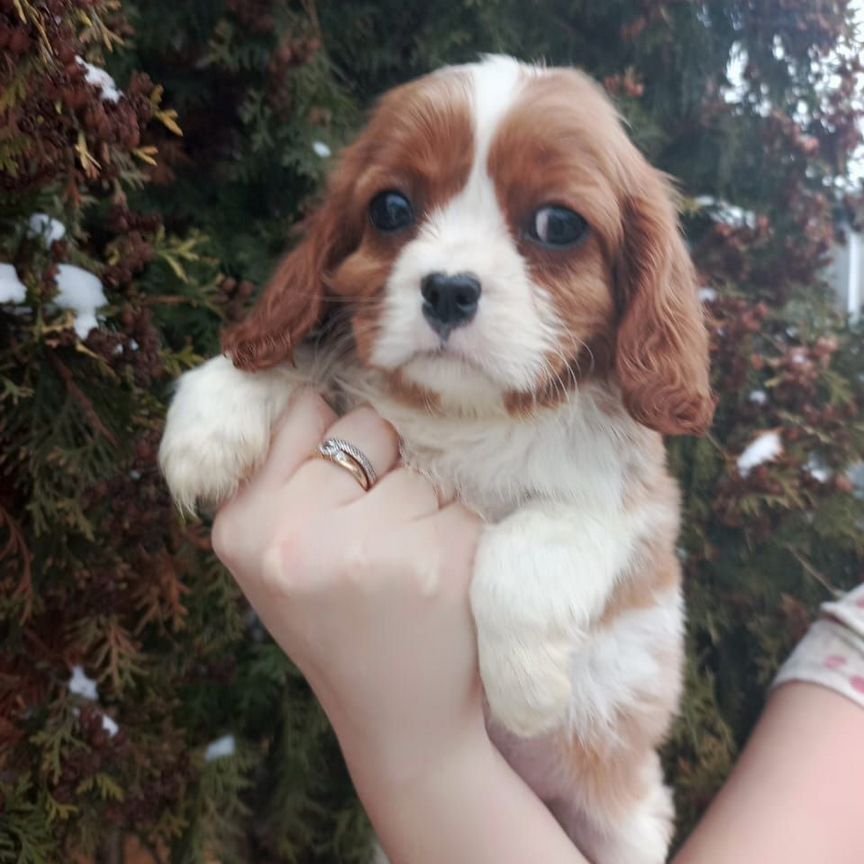 Шоу детки ккчс