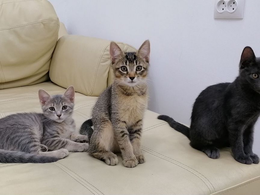 Котята от абиссинской кошки