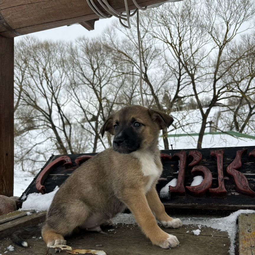 Щенок в добрые руки бесплатно москва