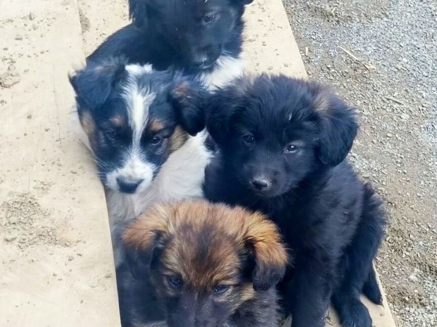 Меховые малыши 1,5 - 2 мес