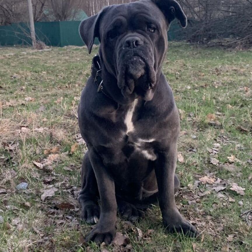 Кане-корсо, взрослая собака