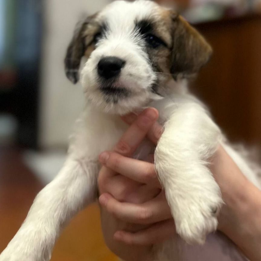 Джек-рассел-терьер, щенок