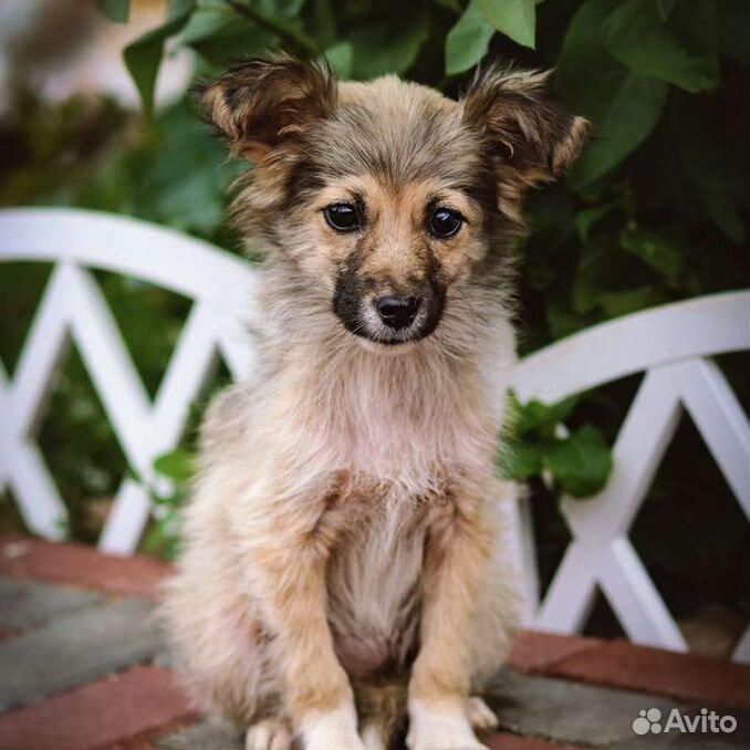 Щенок девочка крохотная мелкашик милая малышка