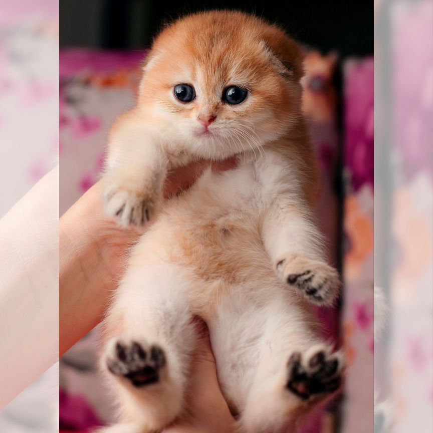 Шотландские вислоухие котята золотая шиншилла