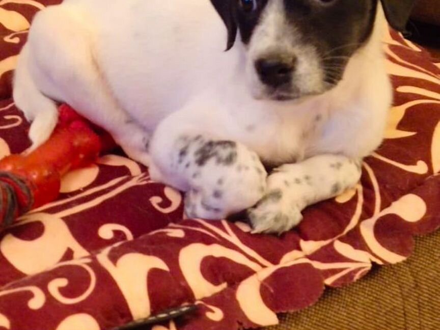 Щенок девочка, 2 месяца. В дар