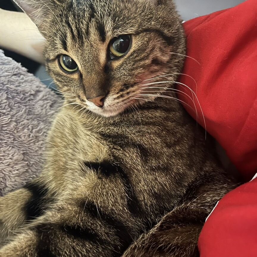 Взрослая, Девочка кошка в добрые руки