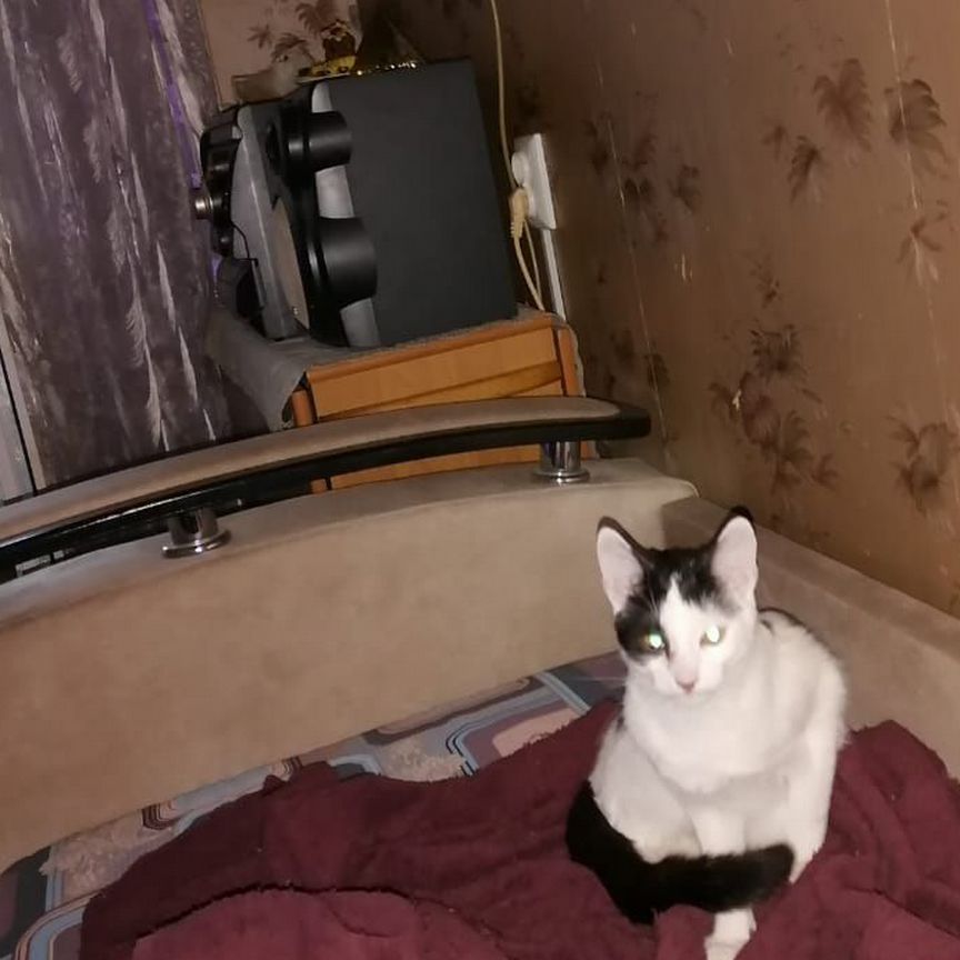 Котята в добрые руки бесплатно приученные к лотку