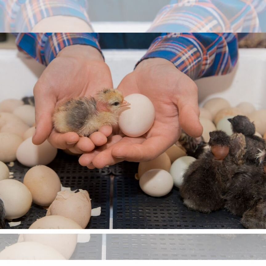 Инкубационное яйцо кур несушек