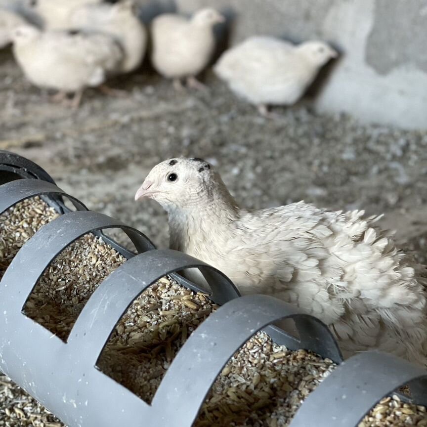 Перепела техасцы