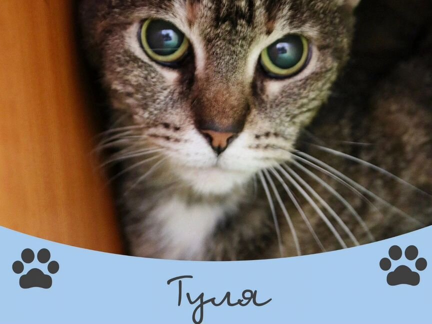 Кошка Туля