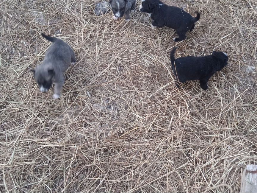 Щенки беспородные