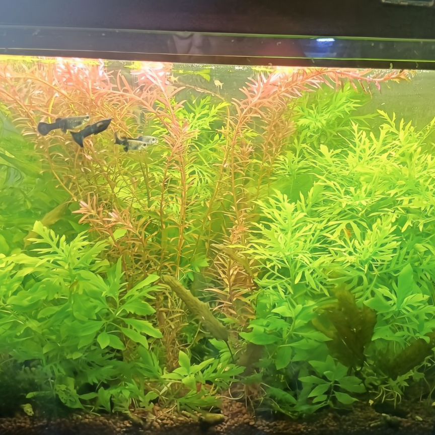 Аквариумные растения