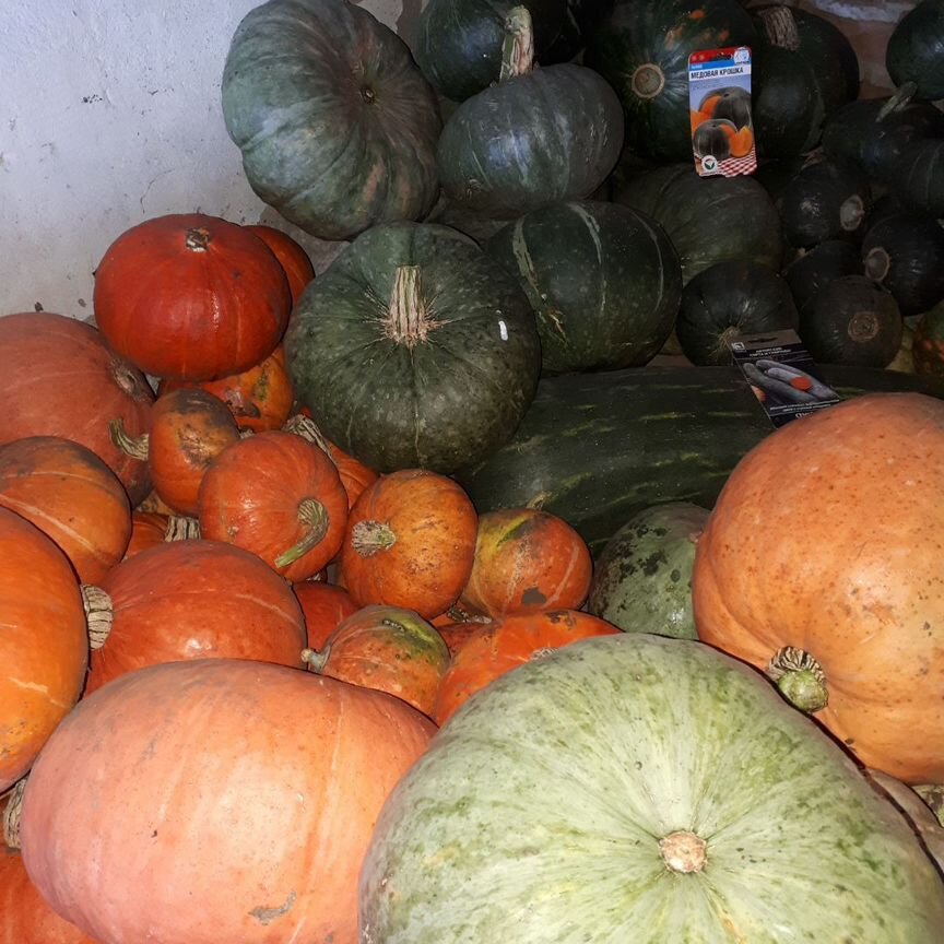 Тыква на корм животным