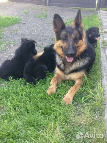 Щенки немецкой овчарки