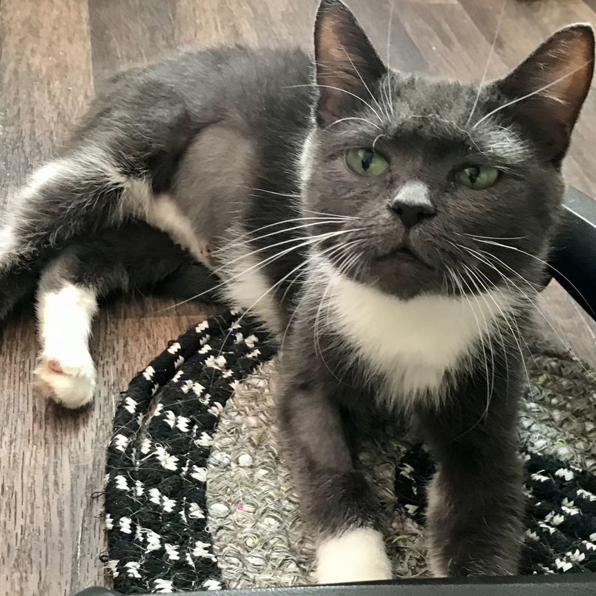 Классная кошка