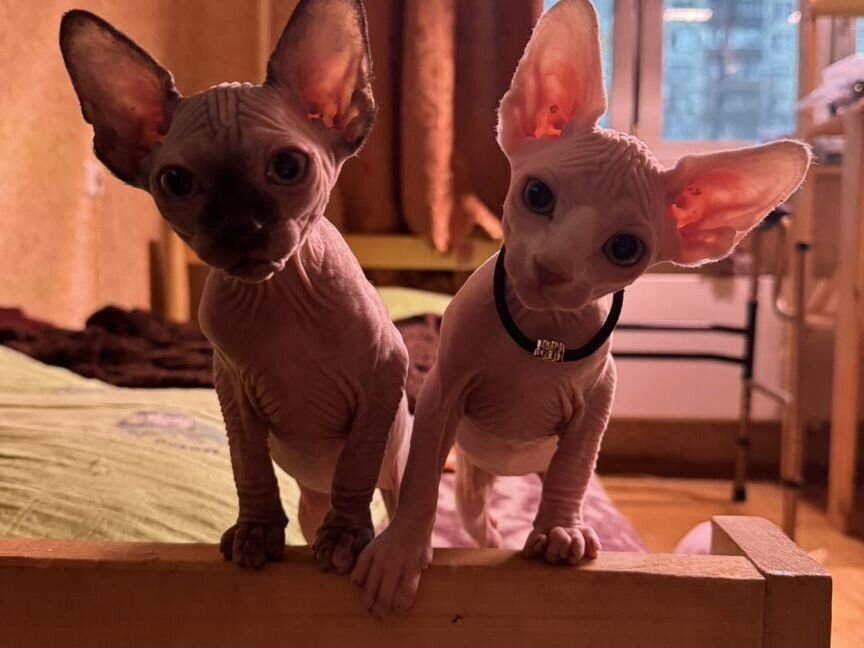 Канадский сфинкс