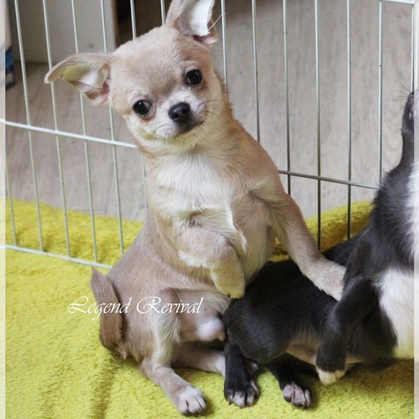 Чихуахуа, щенок