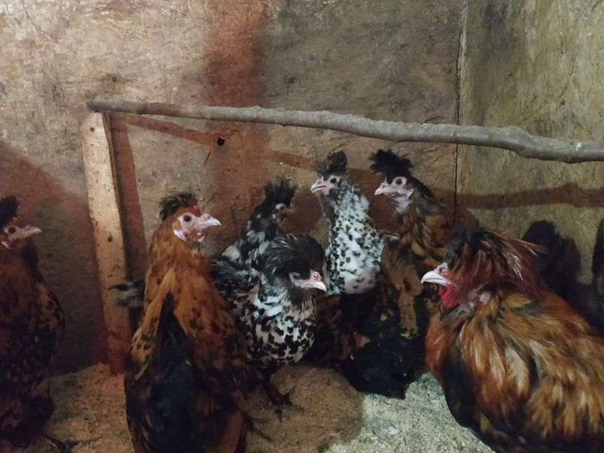 Ухейиюль, павловские куры