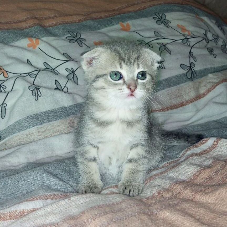 Вислоухие котятки