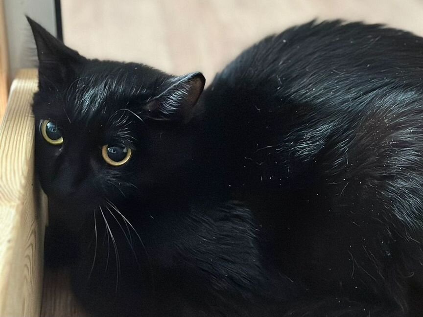 Сладкая кошка Ежевика ищет дом