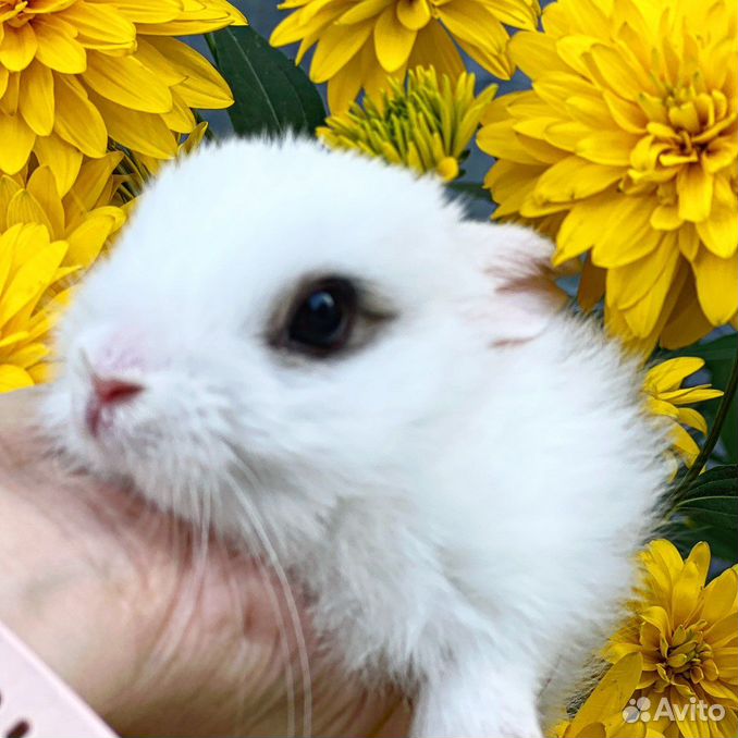 Мини карликовый кролик