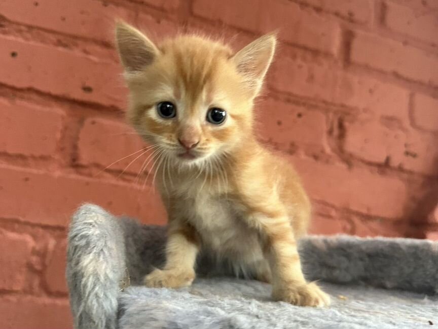 Котята ищут дом