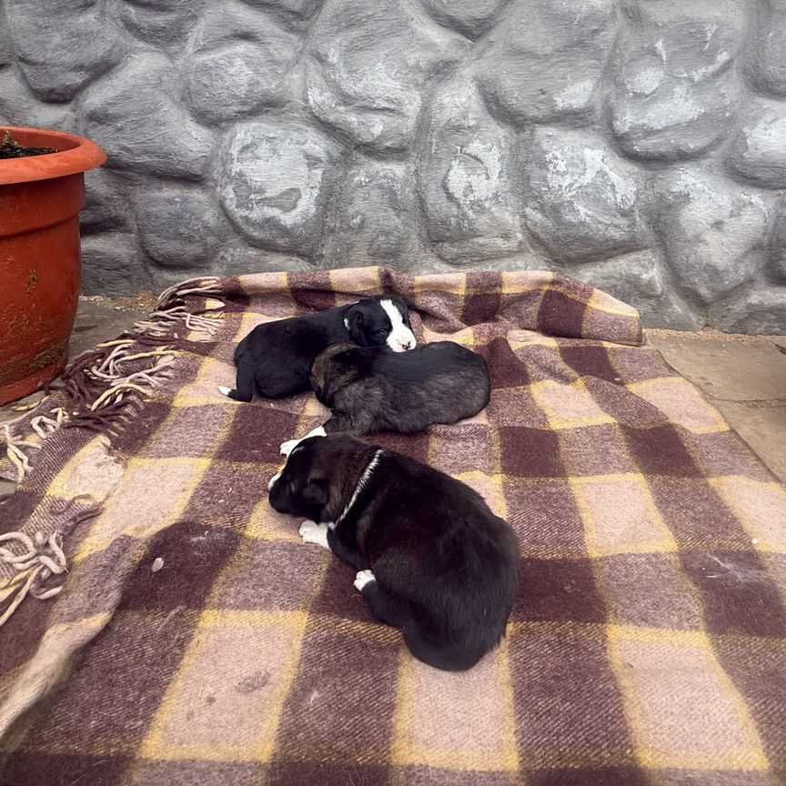 Щенок в добрые руки