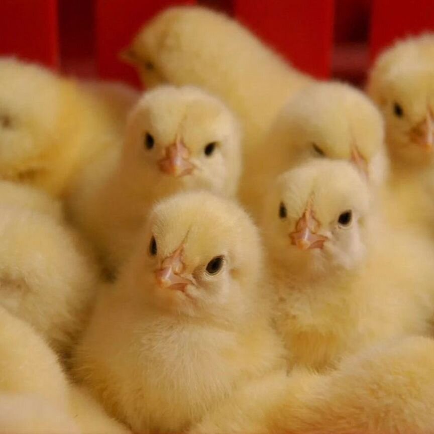 Суточные бройлеры Арбор Айкрекс (Кобб 700)