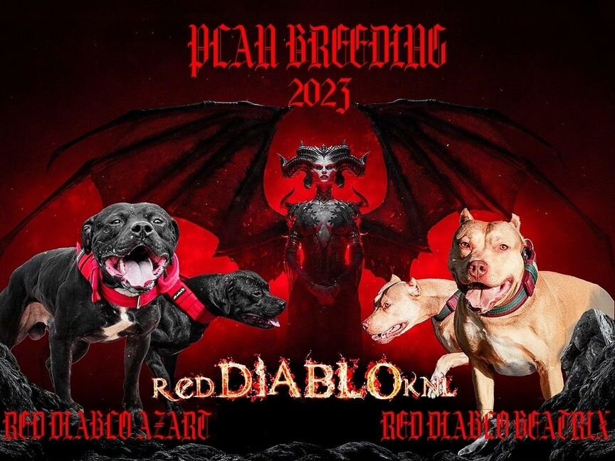 Американский питбультерьер