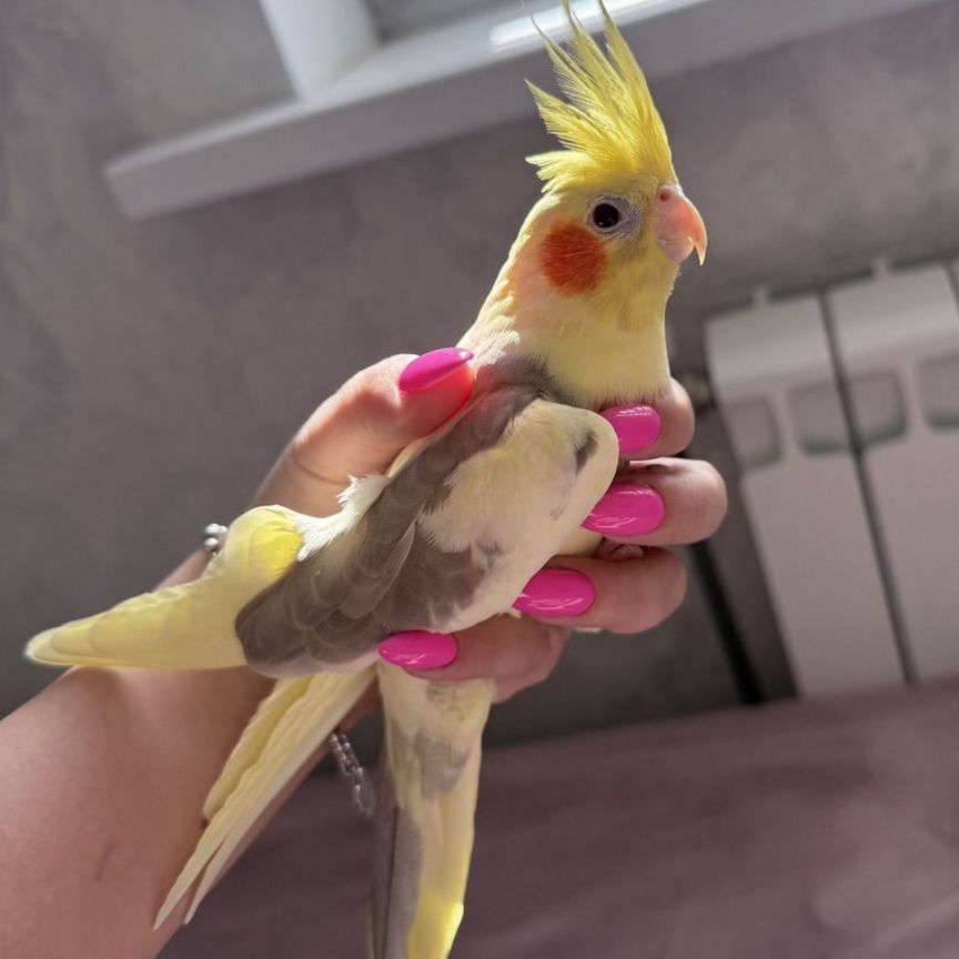 Попугай корелла с клеткой