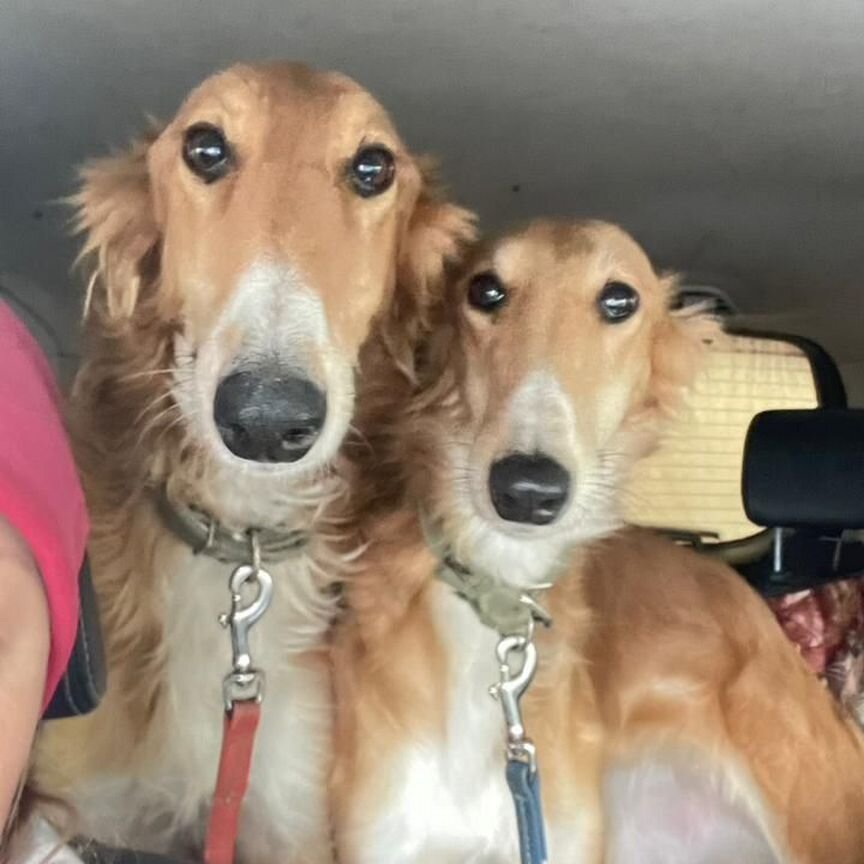 Русская псовая борзая