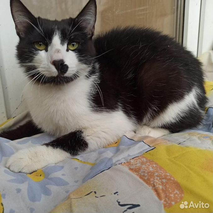 Ласковый Чарлик