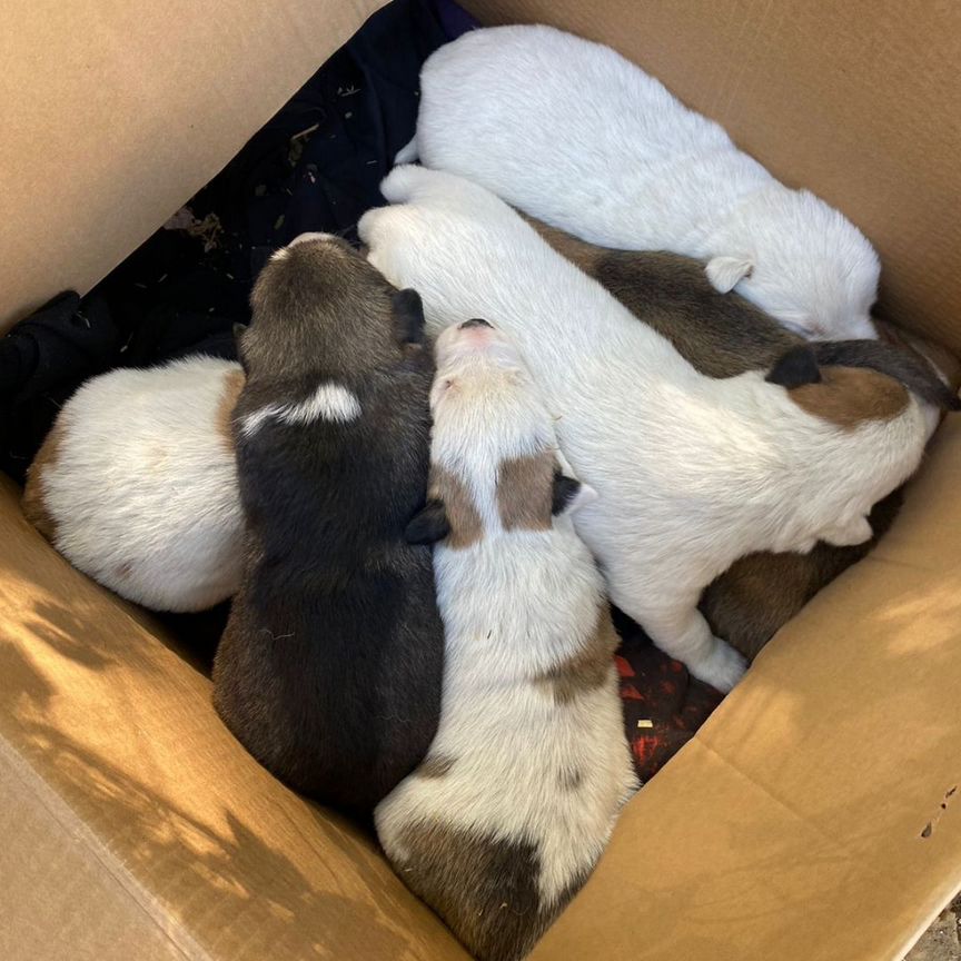 Щенок в добрые руки бесплатно