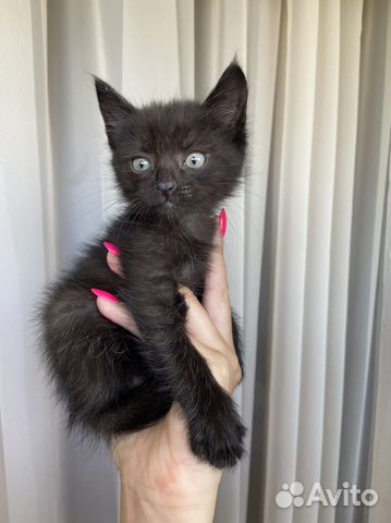 Котики бесплатно