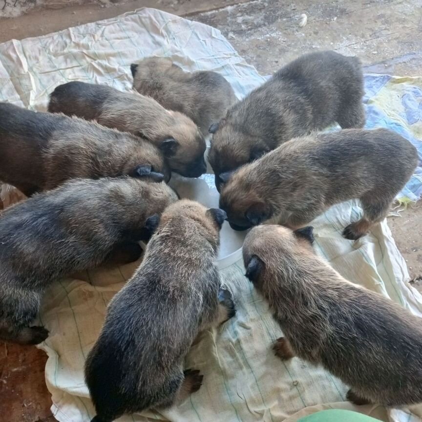Щенки немецкой овчарки