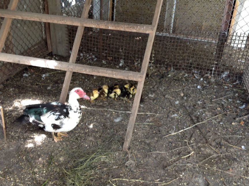 Мускусные утята индоутки