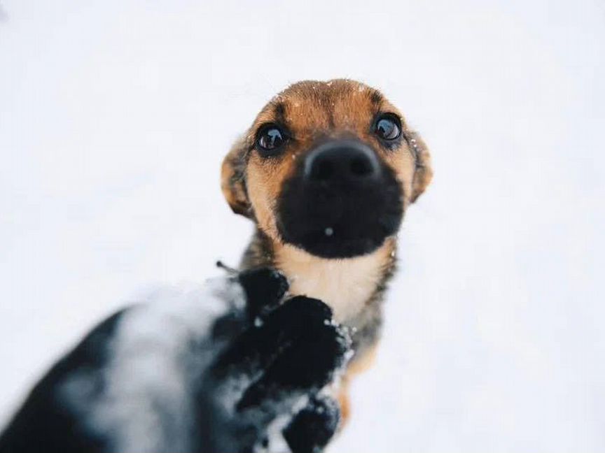 Маленький Морсик из приюта в добрые руки бесплатно