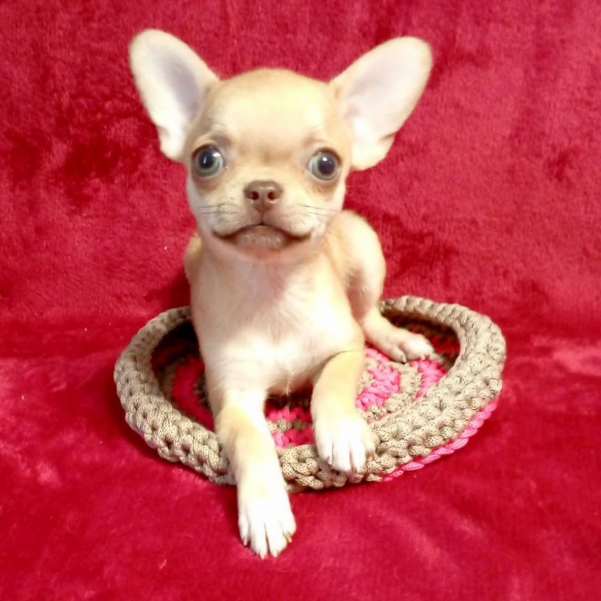Чихуахуа, щенок