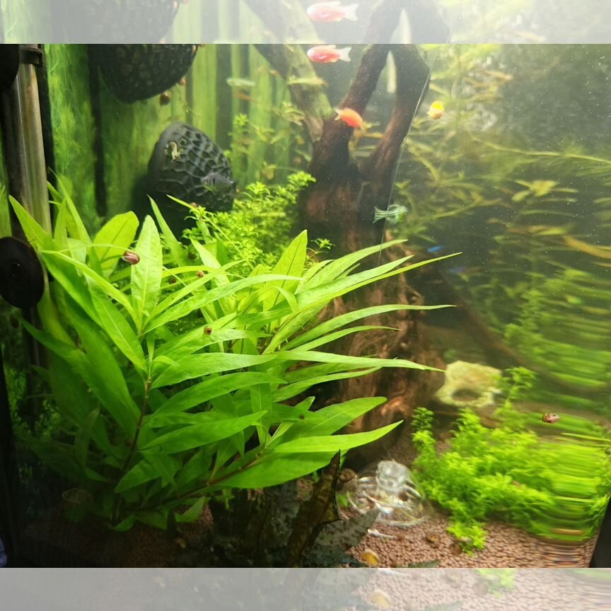Аквариумные растения