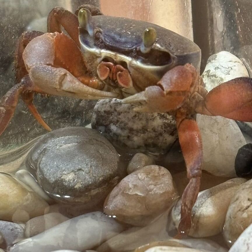 Краб аквариумный