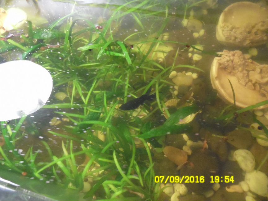 Породам гуппи, растения, улитки