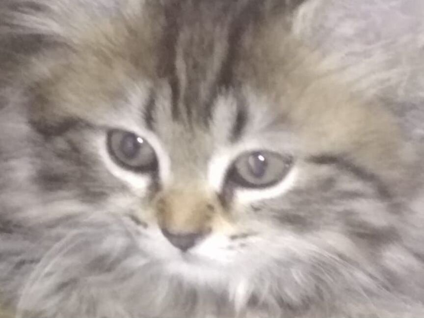 Продам котят