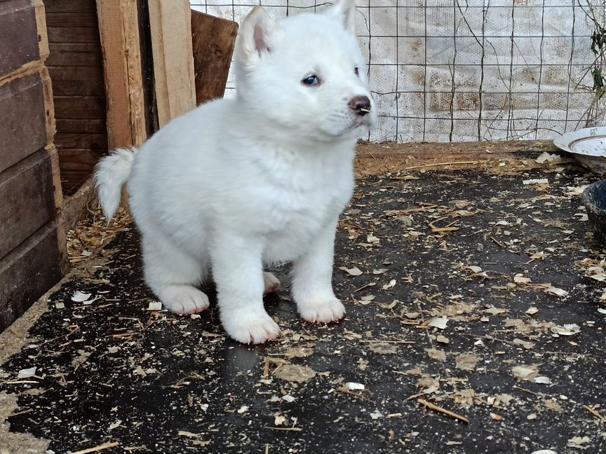 Щенки американской акиты