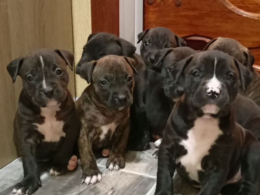 Стаффордширский терьер