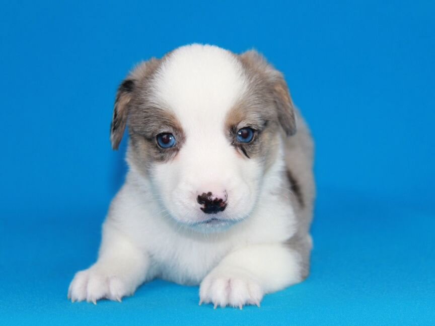 Вельш-корги кардиган, мраморные мальчики