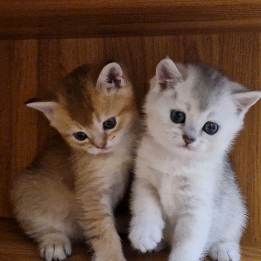 Шотландская шиншилла